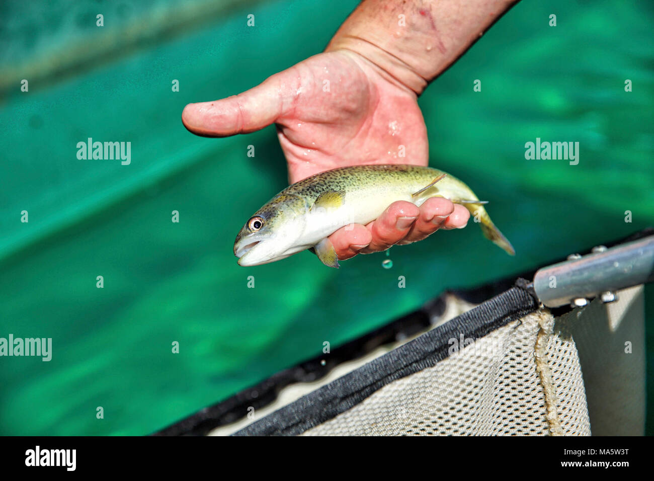 Winter-run Chinook salmon 2017-08-09. A winter-run Chinook salmon part ...