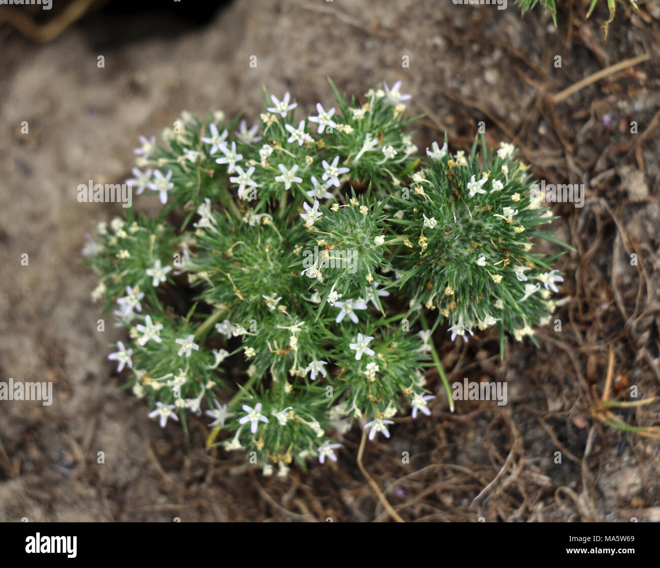 Young spreading navarretia plant on Camp Pendleton. Spreading ...
