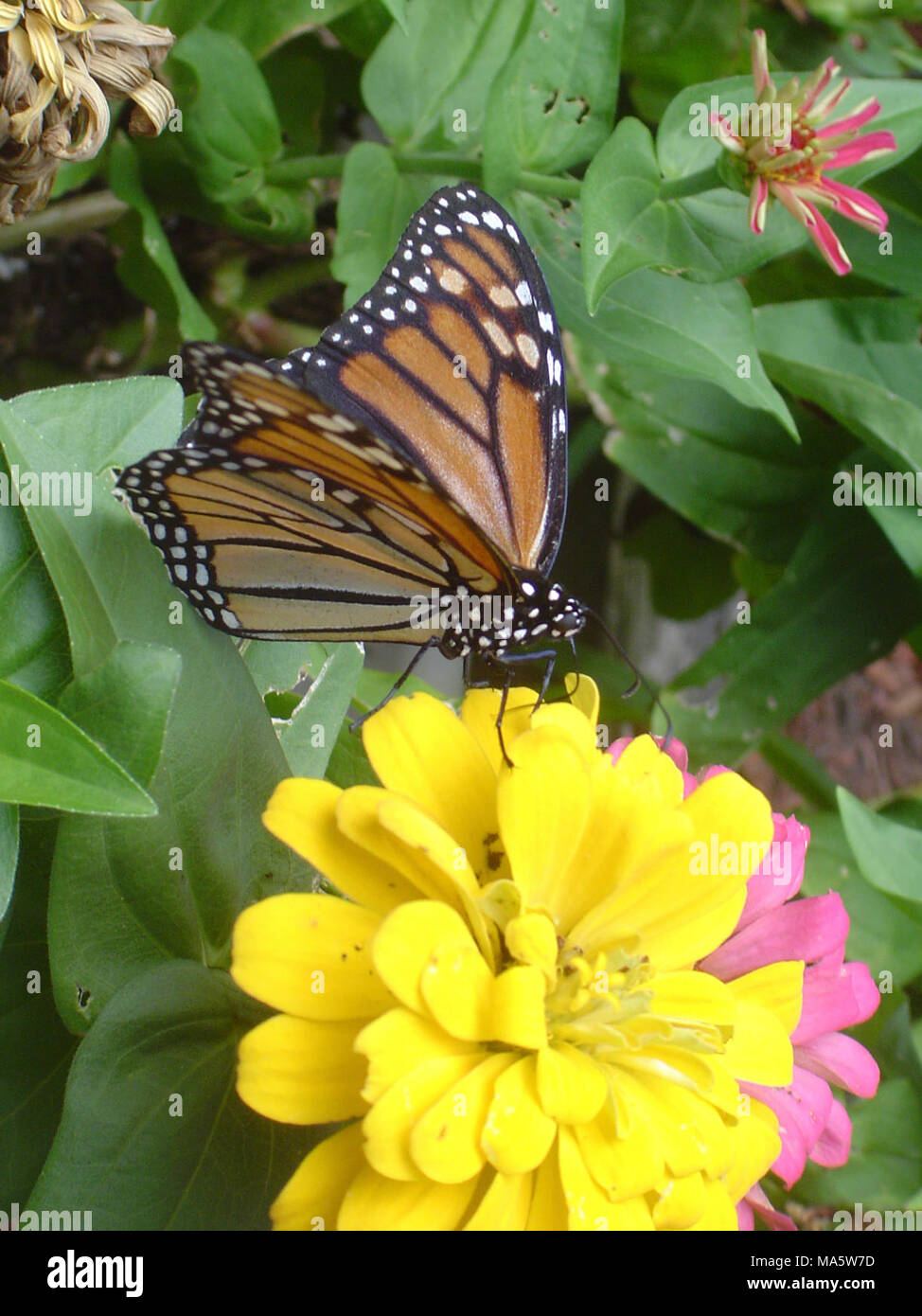 Monarch Butterfly in Massachusetts Stock Photo - Alamy