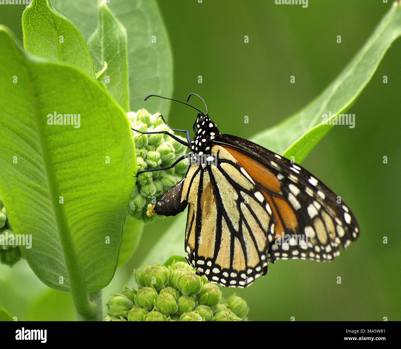 Monarch butterfly in minnesota hi-res stock photography and images - Alamy