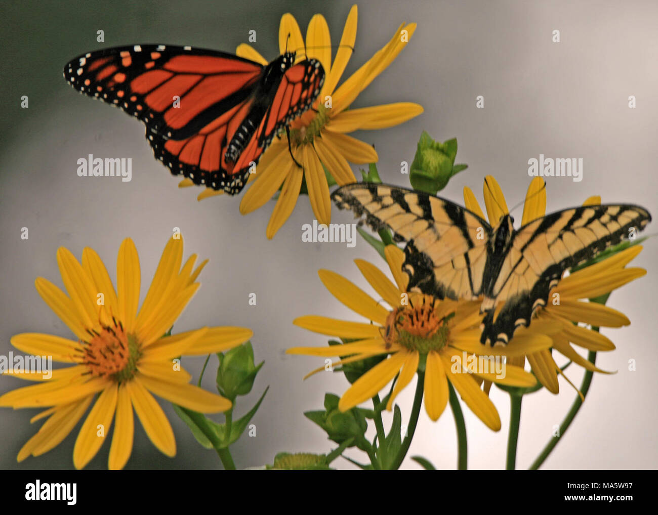 Monarch Butterfly (with tiger swallowtail butterfly) in Minnesota Stock ...