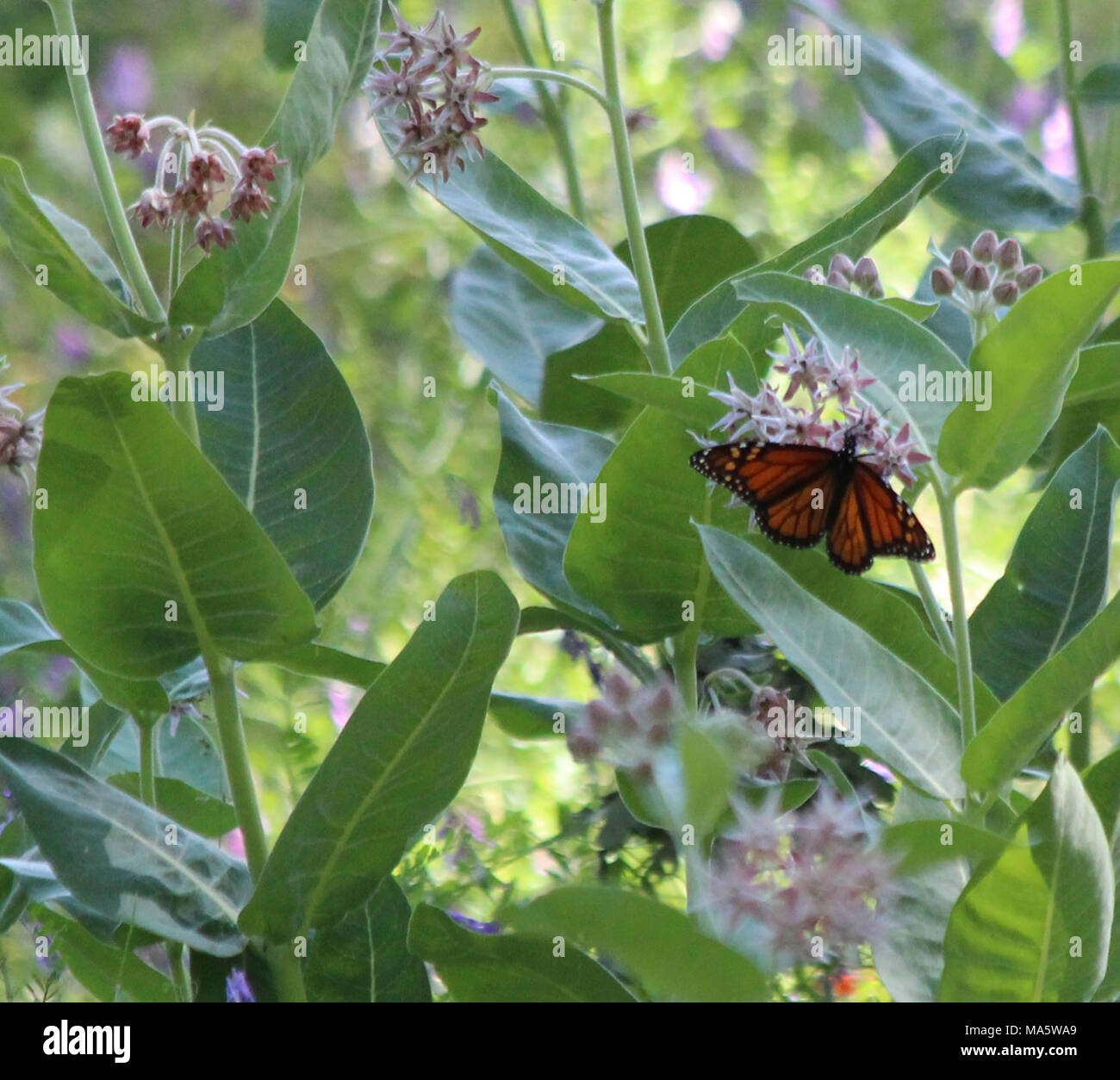 Monarch Butterfly in California Stock Photo - Alamy