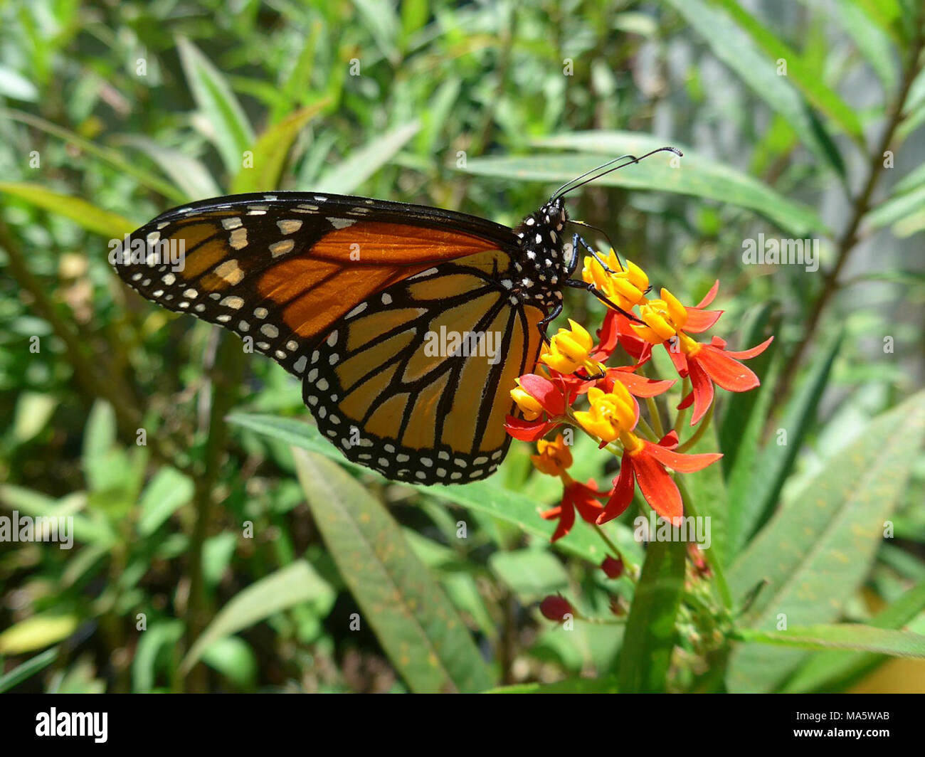 Monarch Butterfly in Florida Stock Photo - Alamy