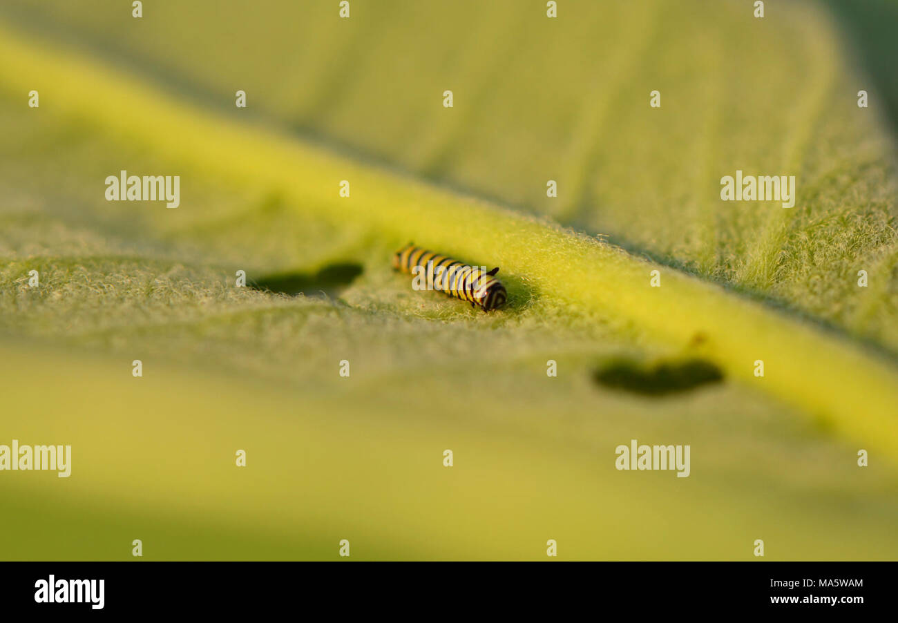 Monarch caterpillar four days after hatching Stock Photo - Alamy