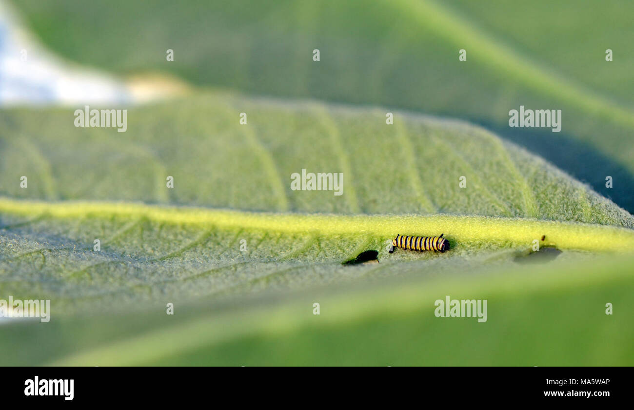 Caterpillar share hi-res stock photography and images - Alamy