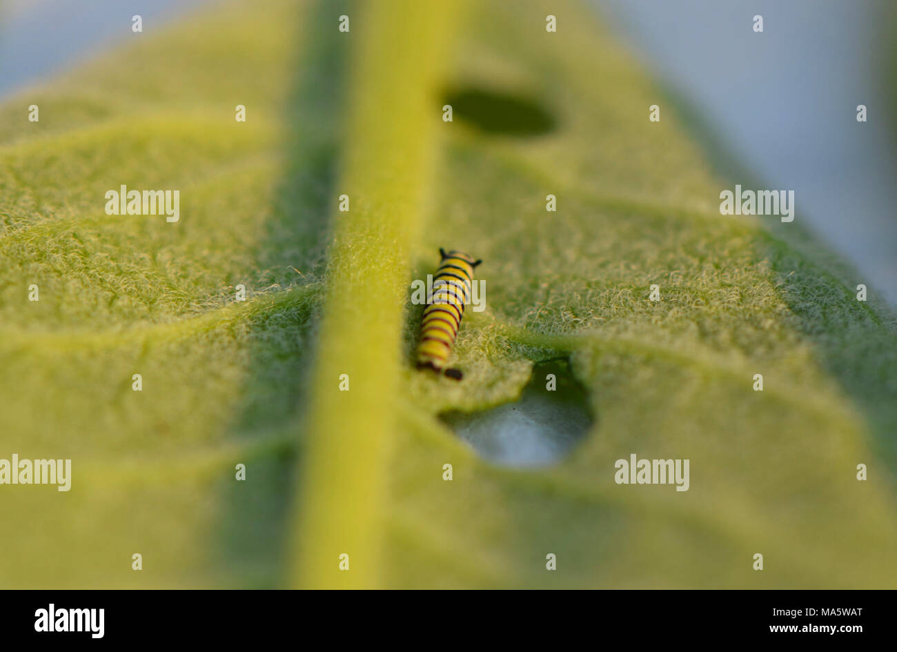 Caterpillar share hi-res stock photography and images - Alamy
