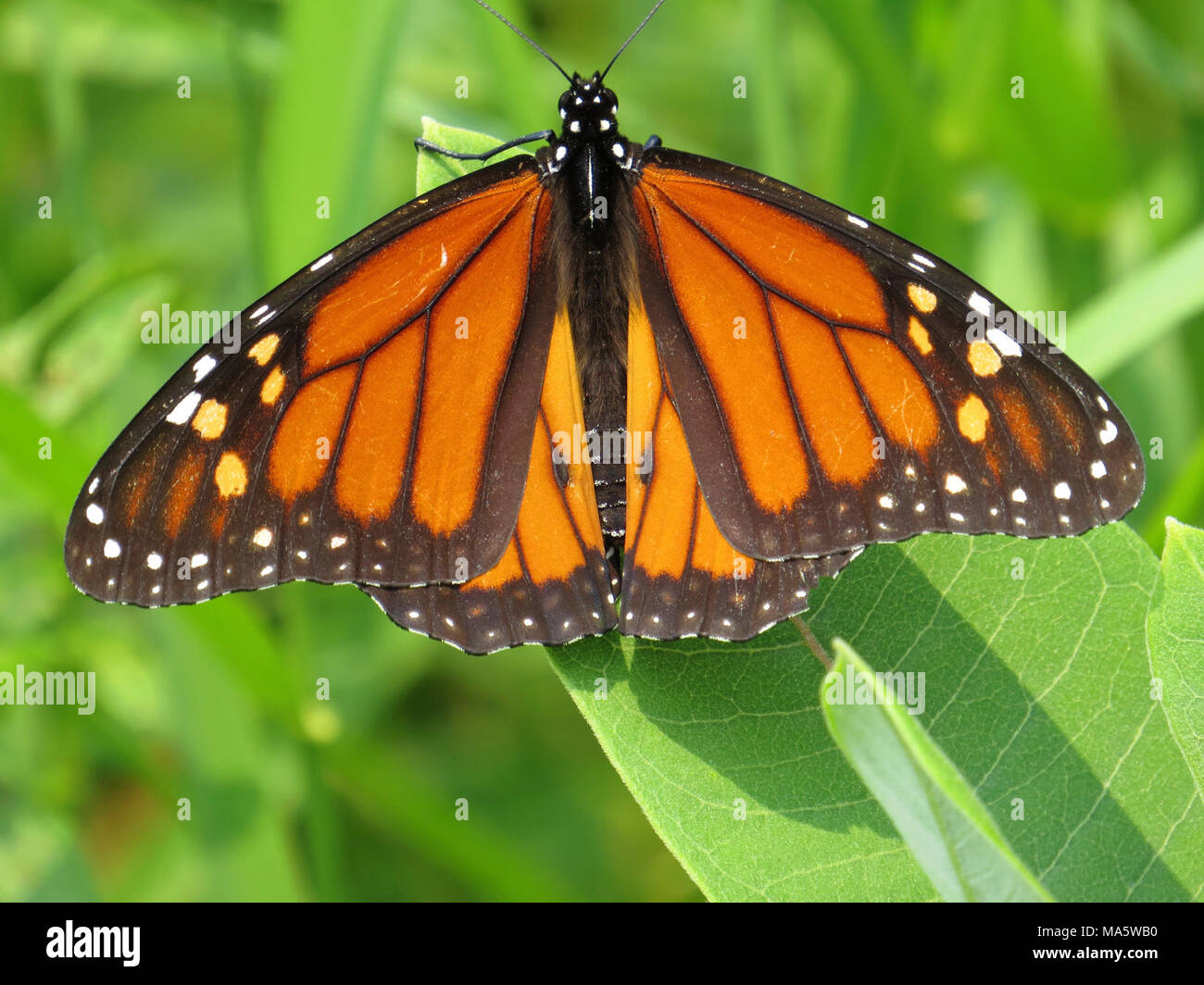 Monarch Butterfly in Michigan Stock Photo - Alamy
