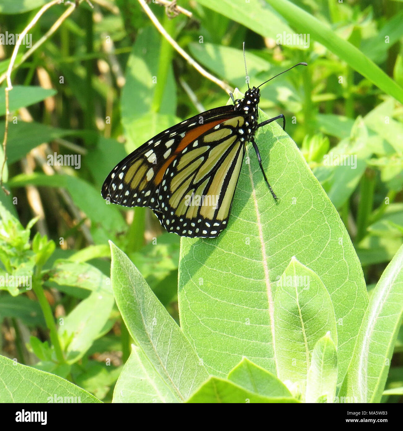 Monarch Butterfly in Michigan Stock Photo - Alamy