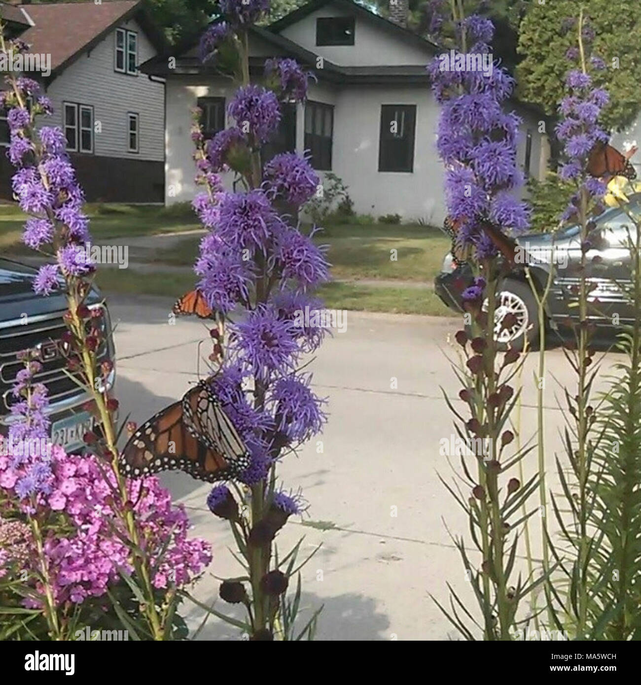 Monarch Butterflies in Minnesota Stock Photo - Alamy