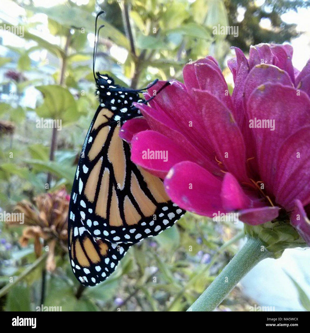Monarch butterfly in minnesota hi-res stock photography and images - Alamy