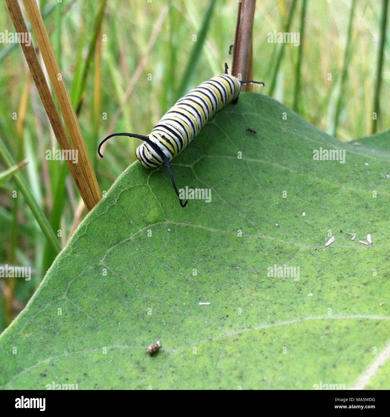 Caterpillar share hi-res stock photography and images - Alamy