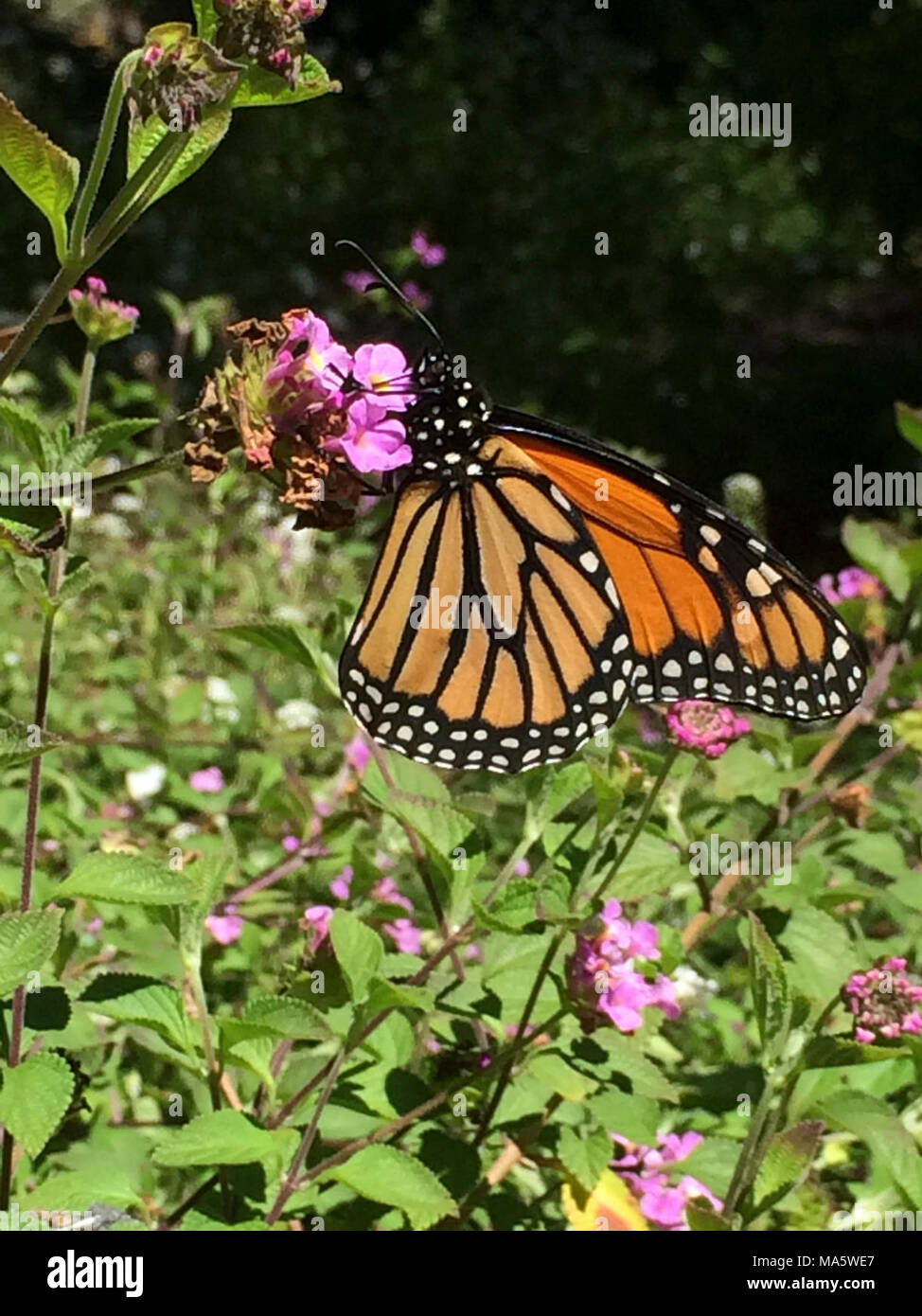 Monarch Butterfly in California Stock Photo - Alamy