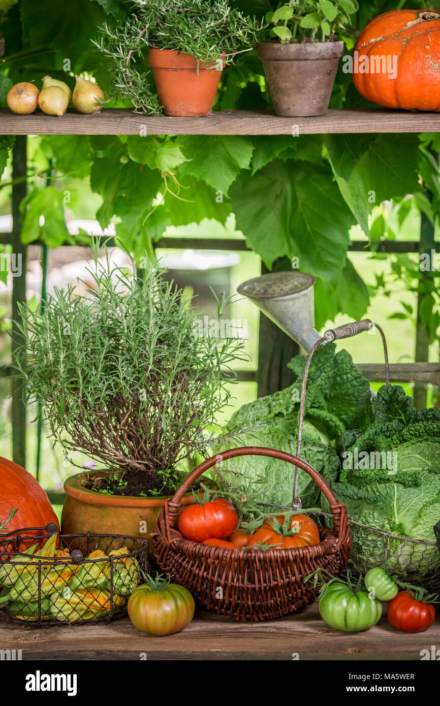 Harvest with various of vegetables in sunny day Stock Photo - Alamy