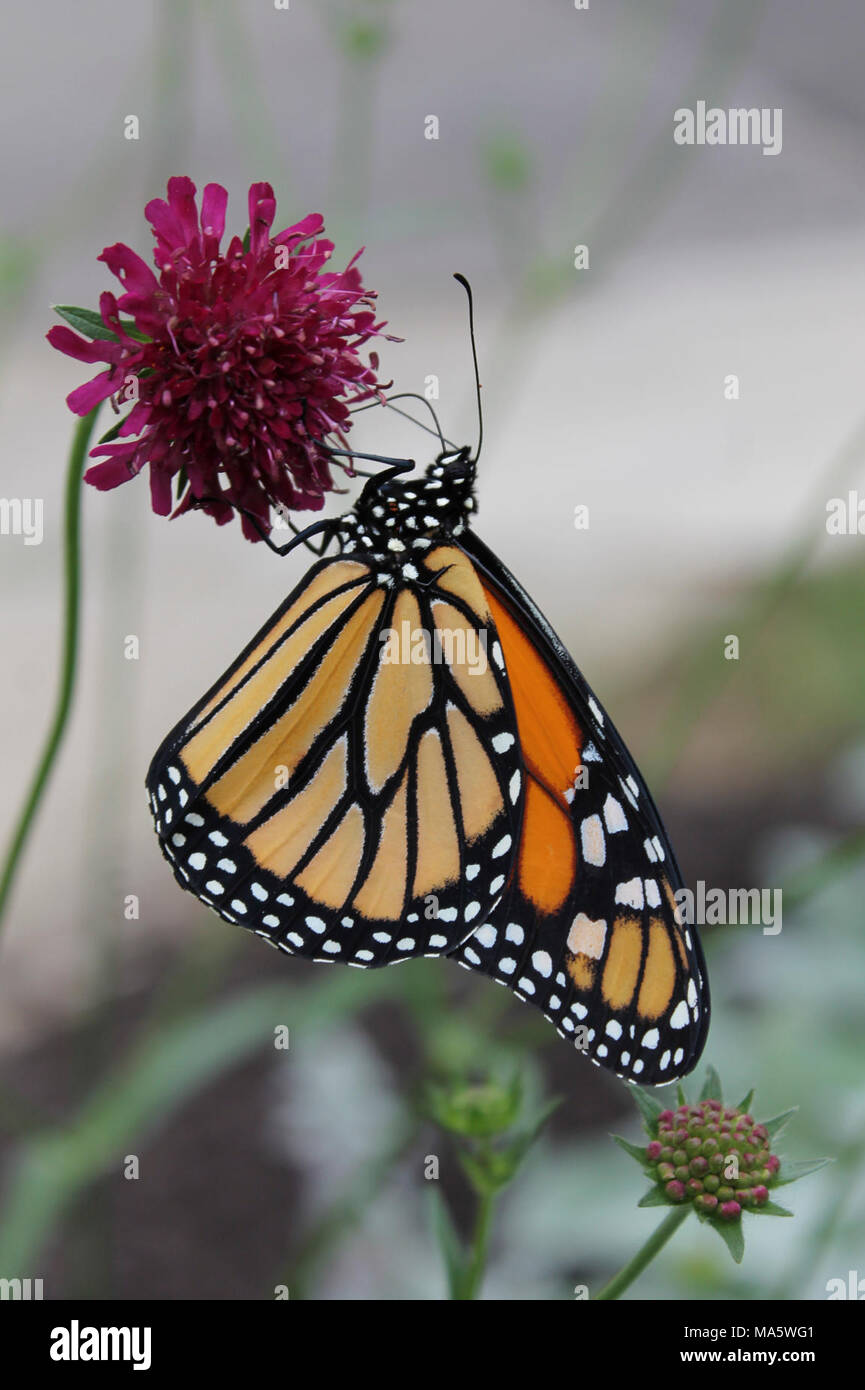 Monarch Butterfly in Iowa Stock Photo - Alamy