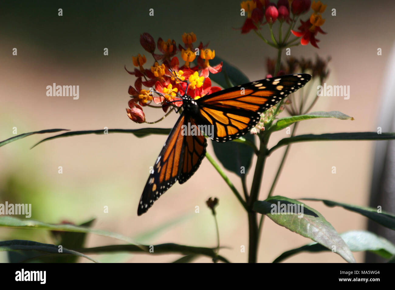 Monarch Butterfly in California Stock Photo - Alamy