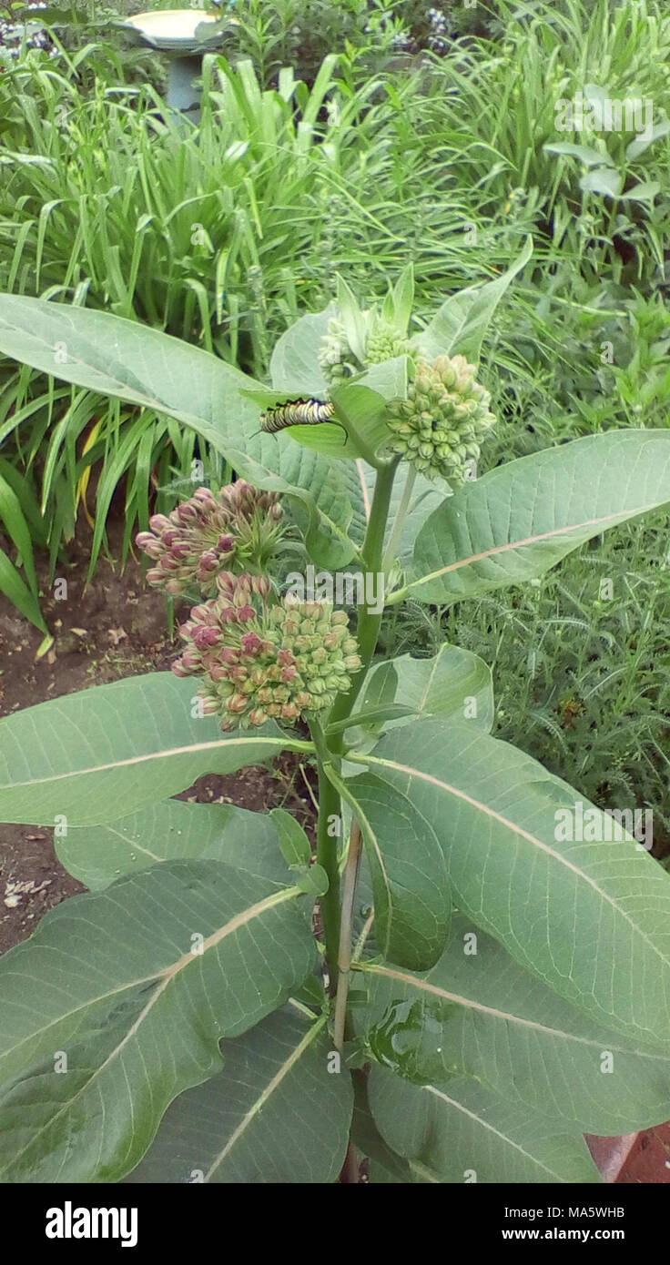 Monarch Caterpillar in Wisconsin Stock Photo - Alamy