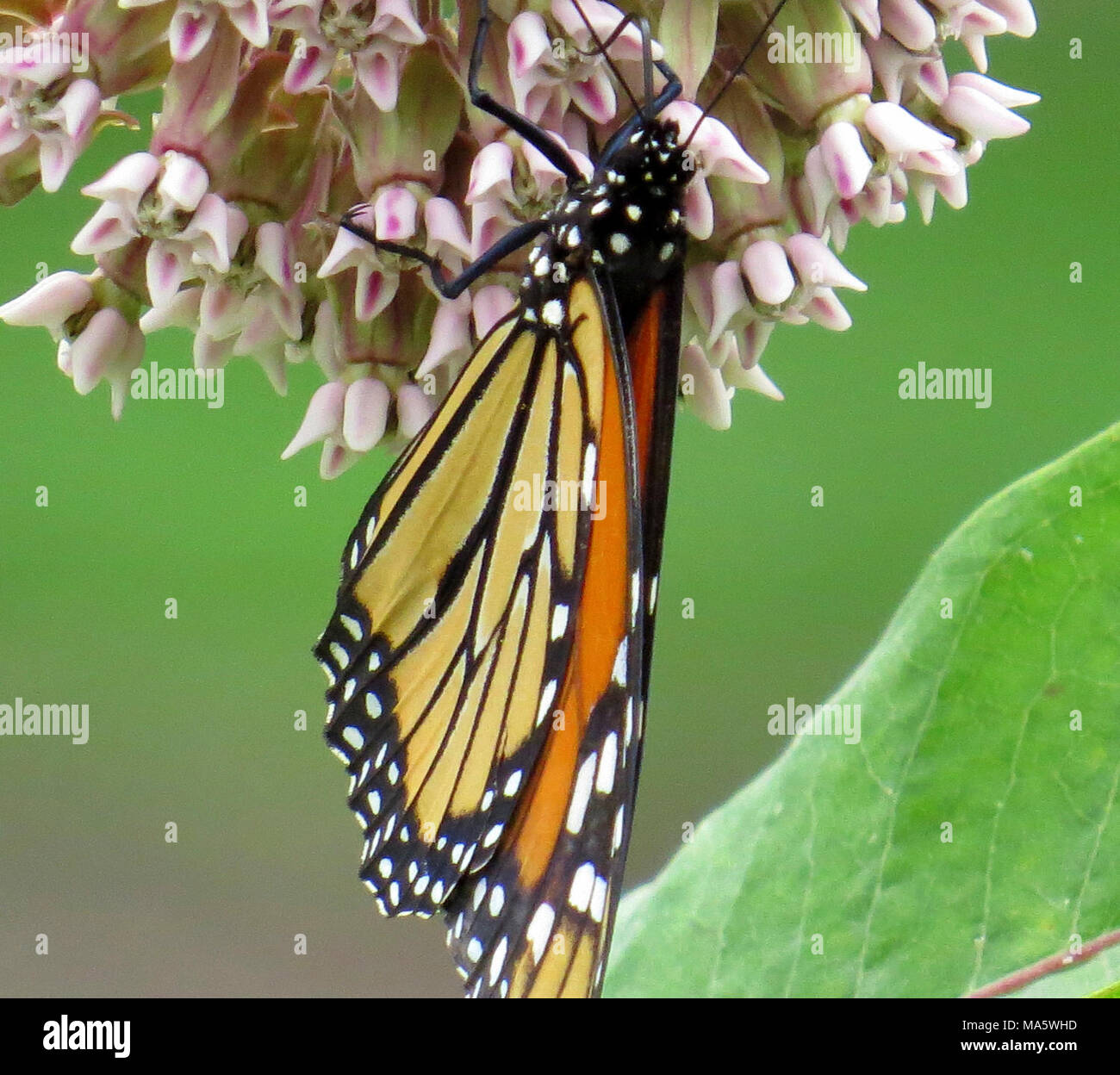 Monarch Butterfly in Iowa Stock Photo - Alamy