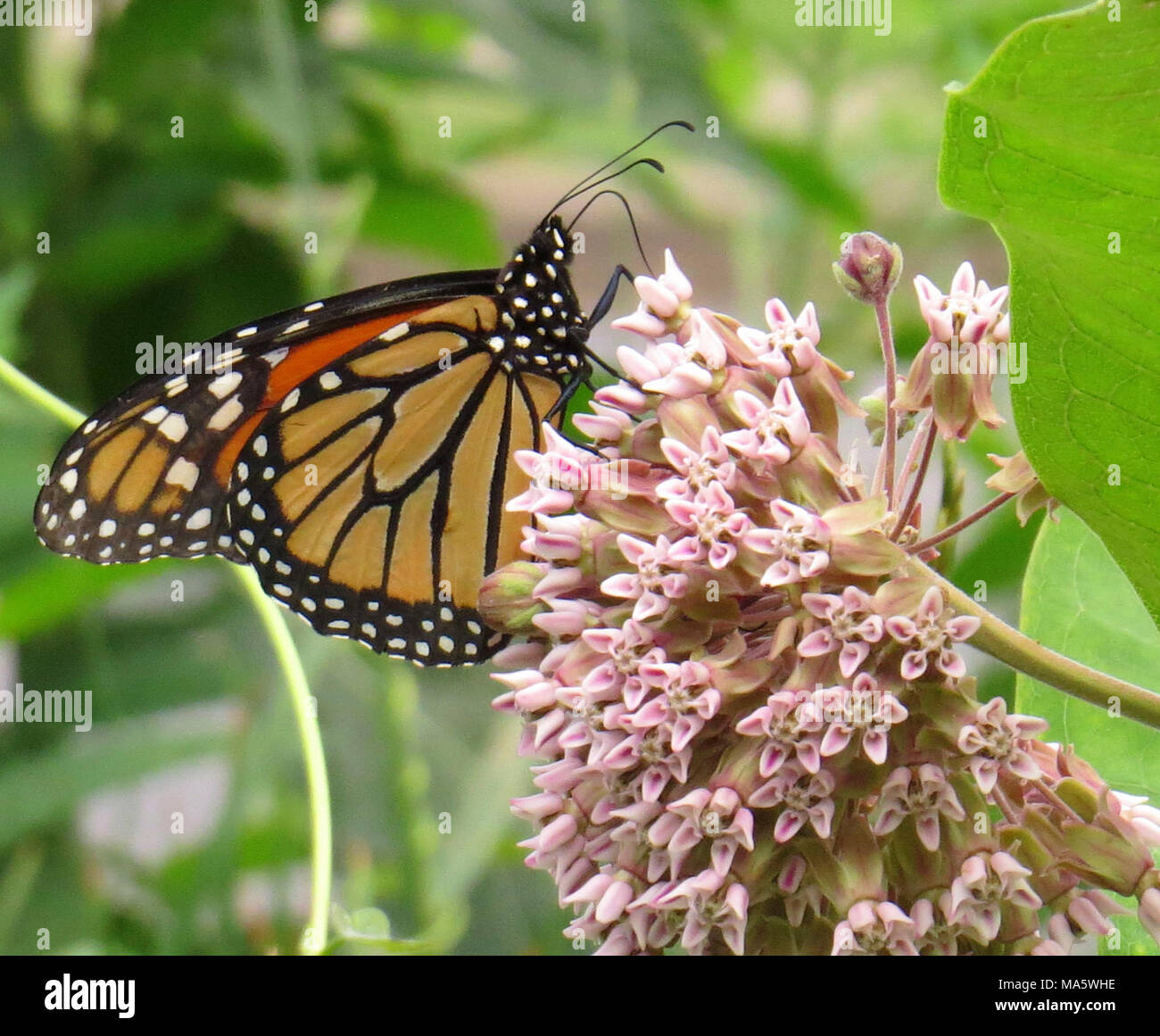 Monarch Butterfly in Iowa Stock Photo - Alamy
