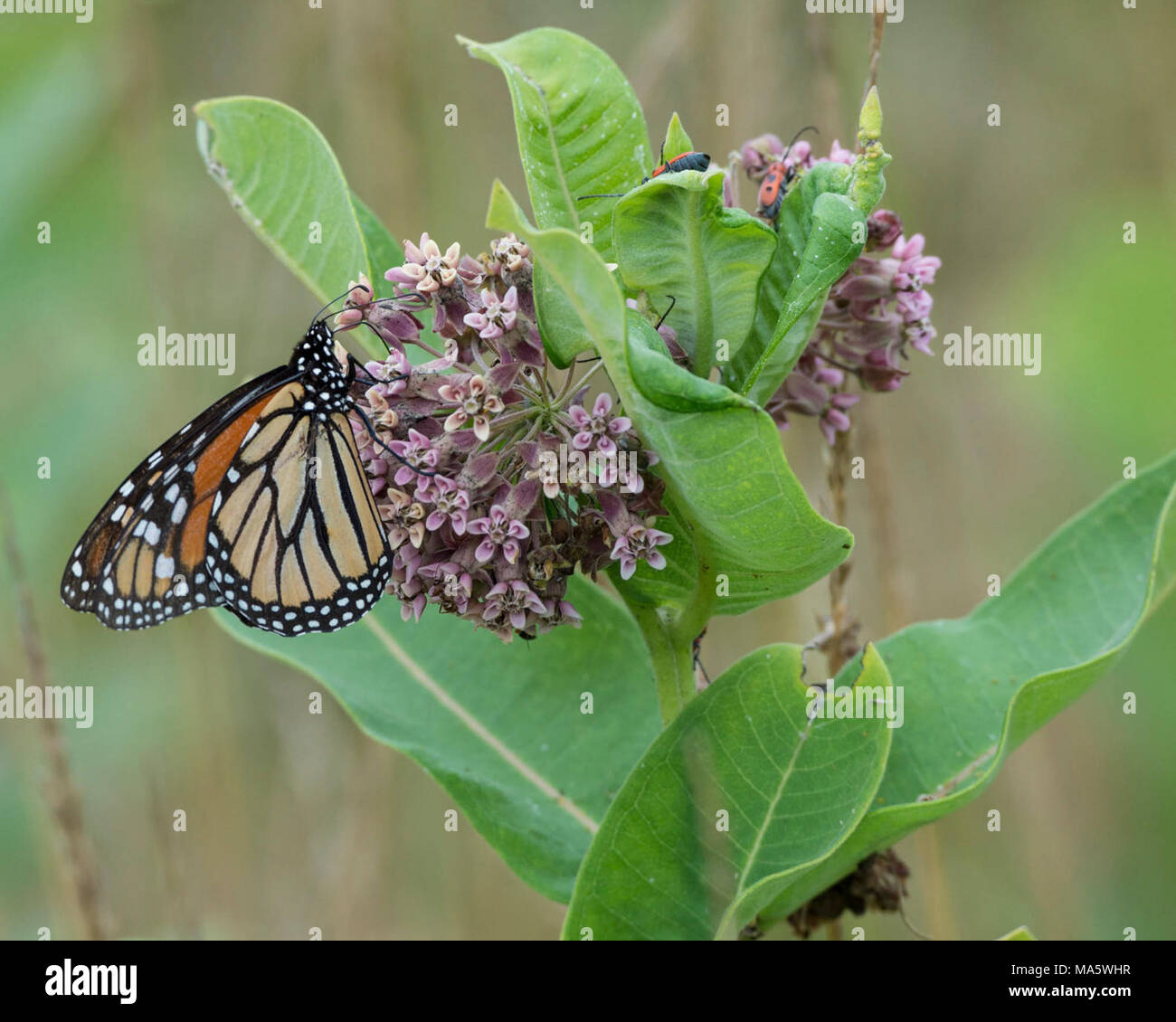 Monarch Butterfly in Virginia Stock Photo - Alamy