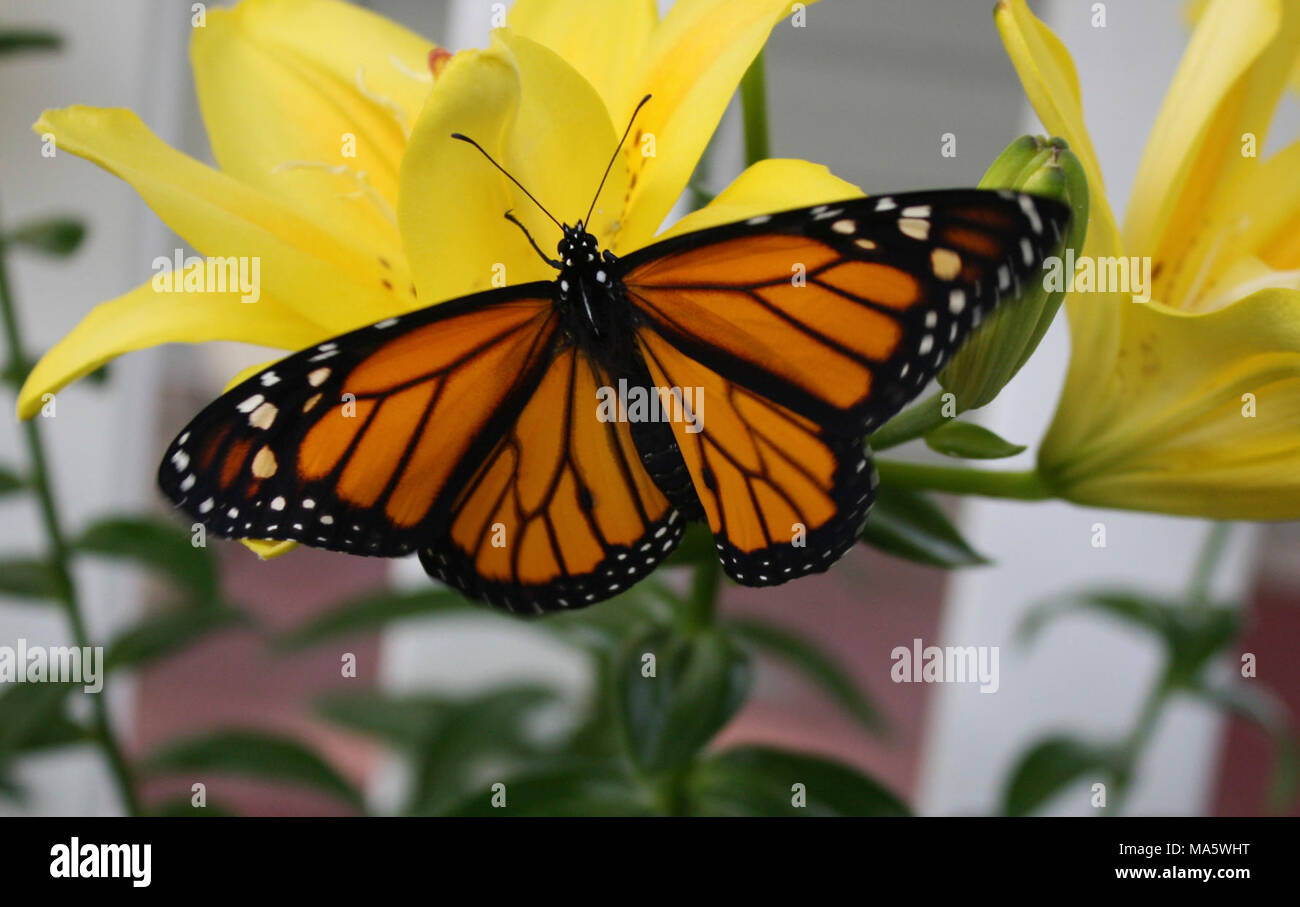 Monarch Butterfly in Minnesota Stock Photo - Alamy
