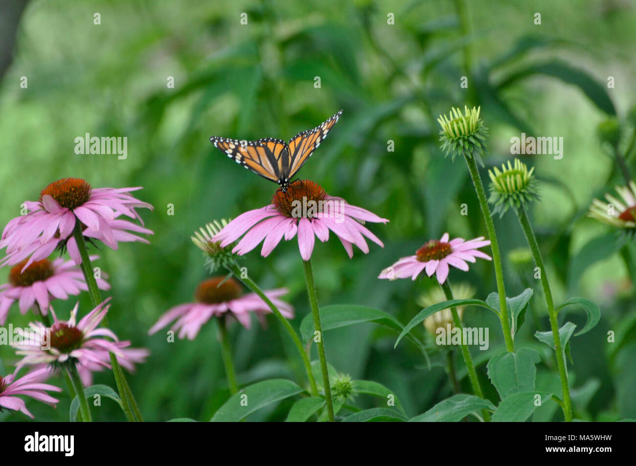Monarch Butterfly in Ohio Stock Photo - Alamy