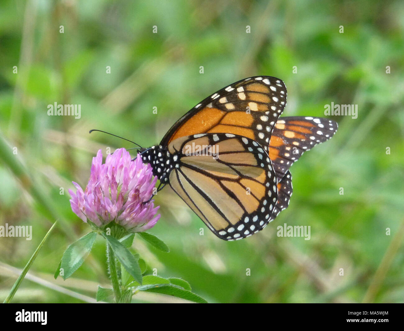Monarch Butterfly in Illinois Stock Photo - Alamy