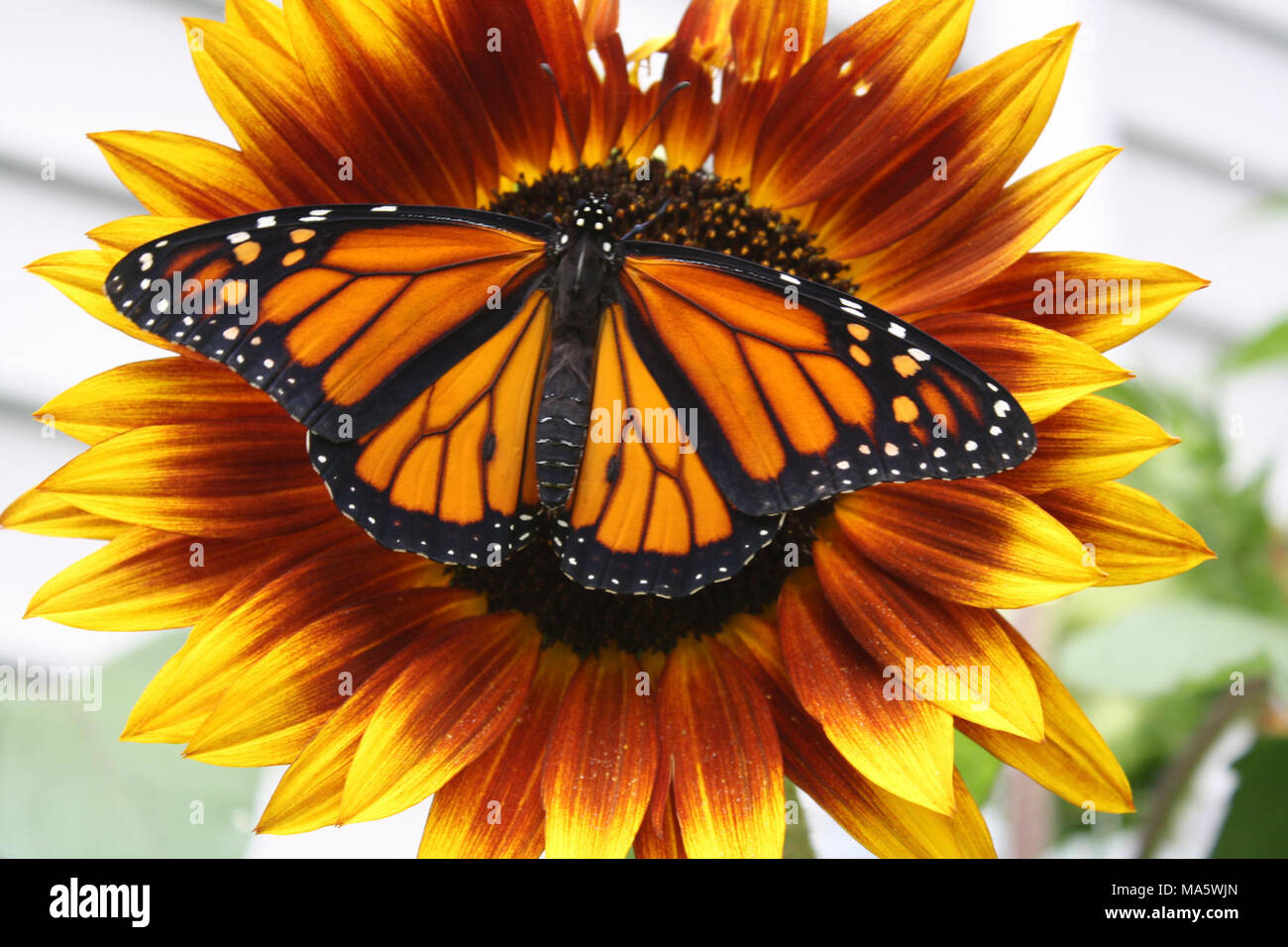 Monarch Butterfly in Minnesota Stock Photo - Alamy