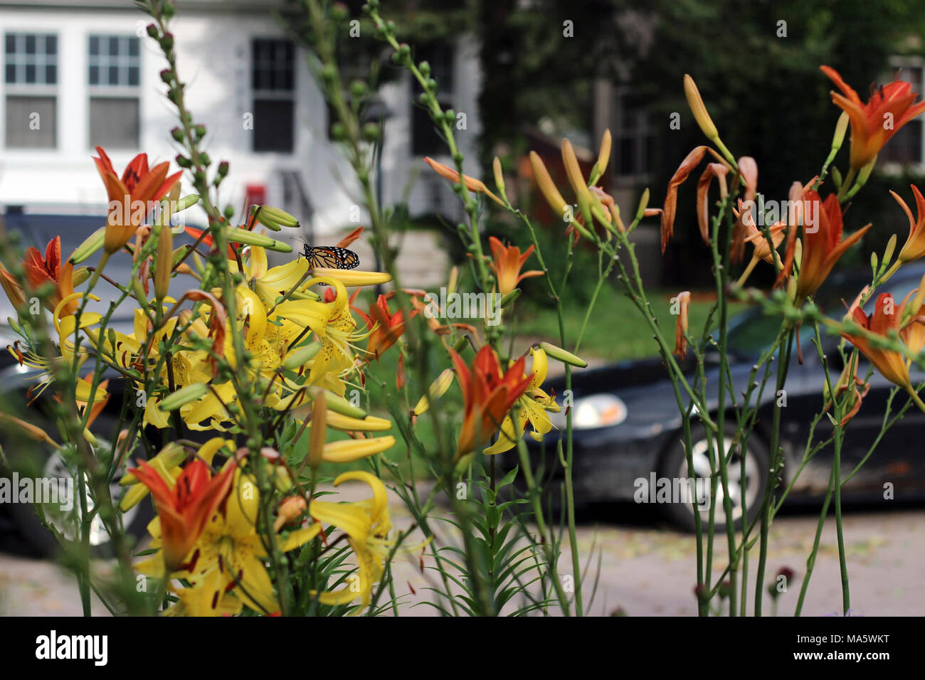 Monarch Butterfly in Minneapolis, MN. This urban butterfly garden in ...