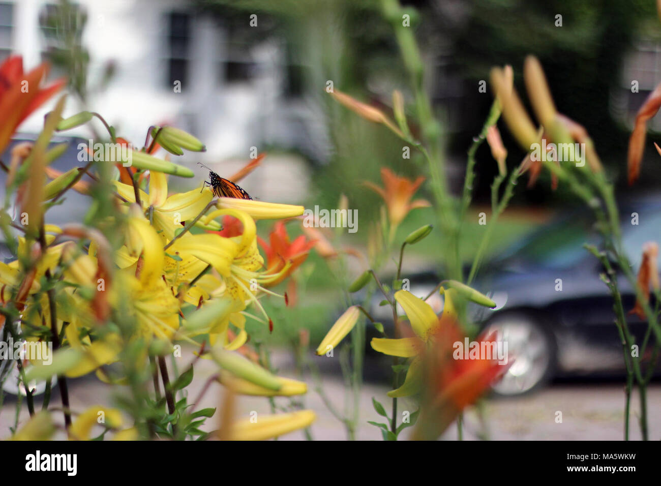 Monarch Butterfly in Minneapolis, MN. This urban butterfly garden in ...