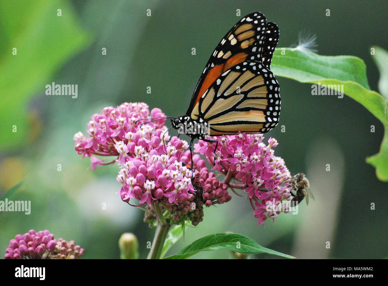 Monarch Butterfly in Illinois Stock Photo - Alamy