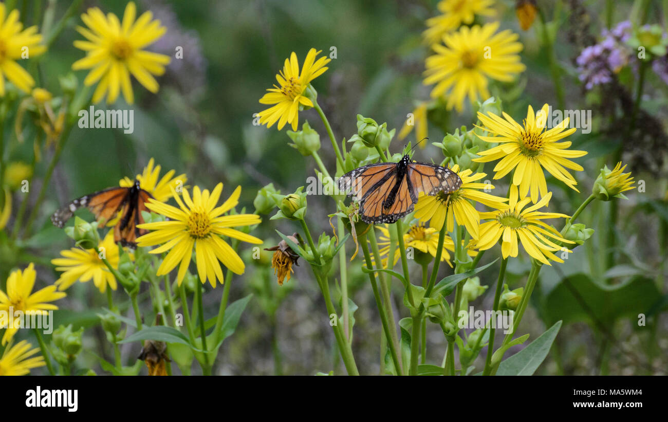 Monarch Butterfly in Oklahoma Stock Photo - Alamy