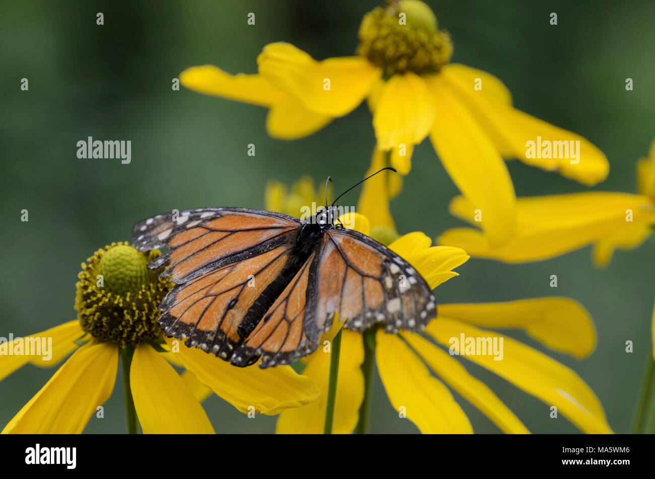 Monarch Butterfly in Oklahoma Stock Photo - Alamy