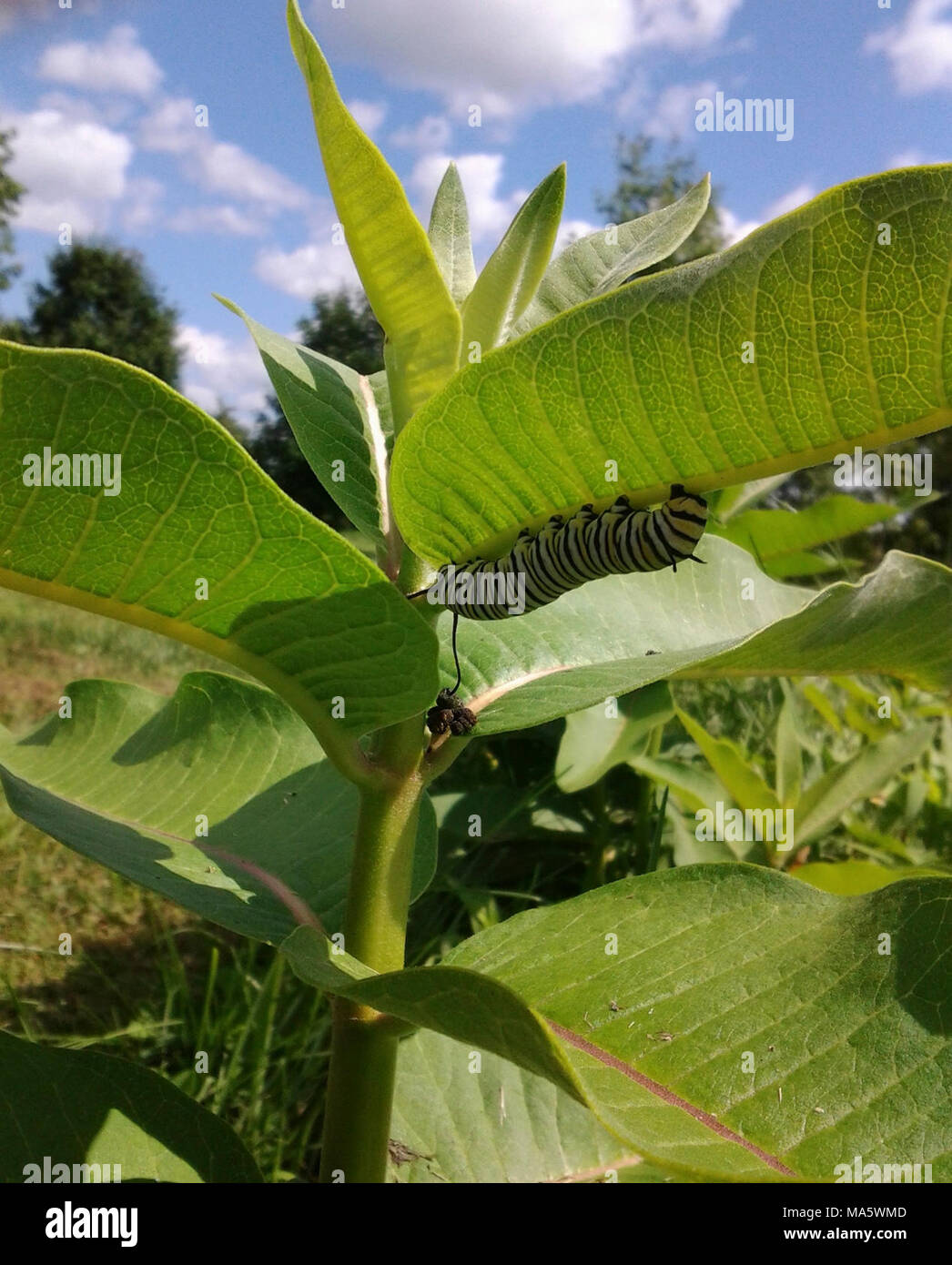 Monarch Caterpillar in Ohio Stock Photo - Alamy