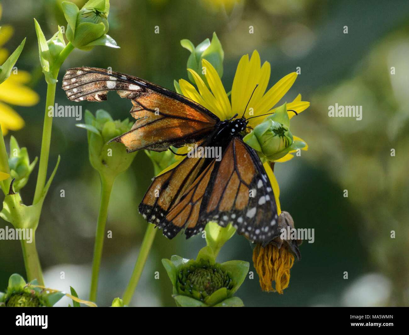 Monarch Butterfly in Oklahoma Stock Photo - Alamy