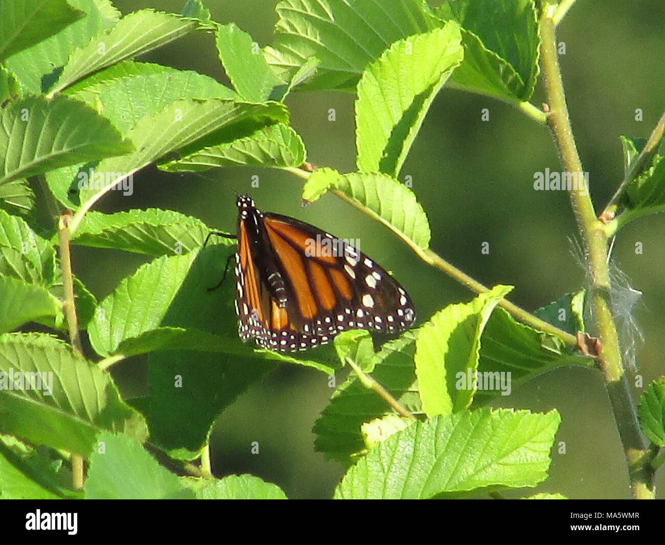 Monarch Butterfly in Michigan Stock Photo - Alamy