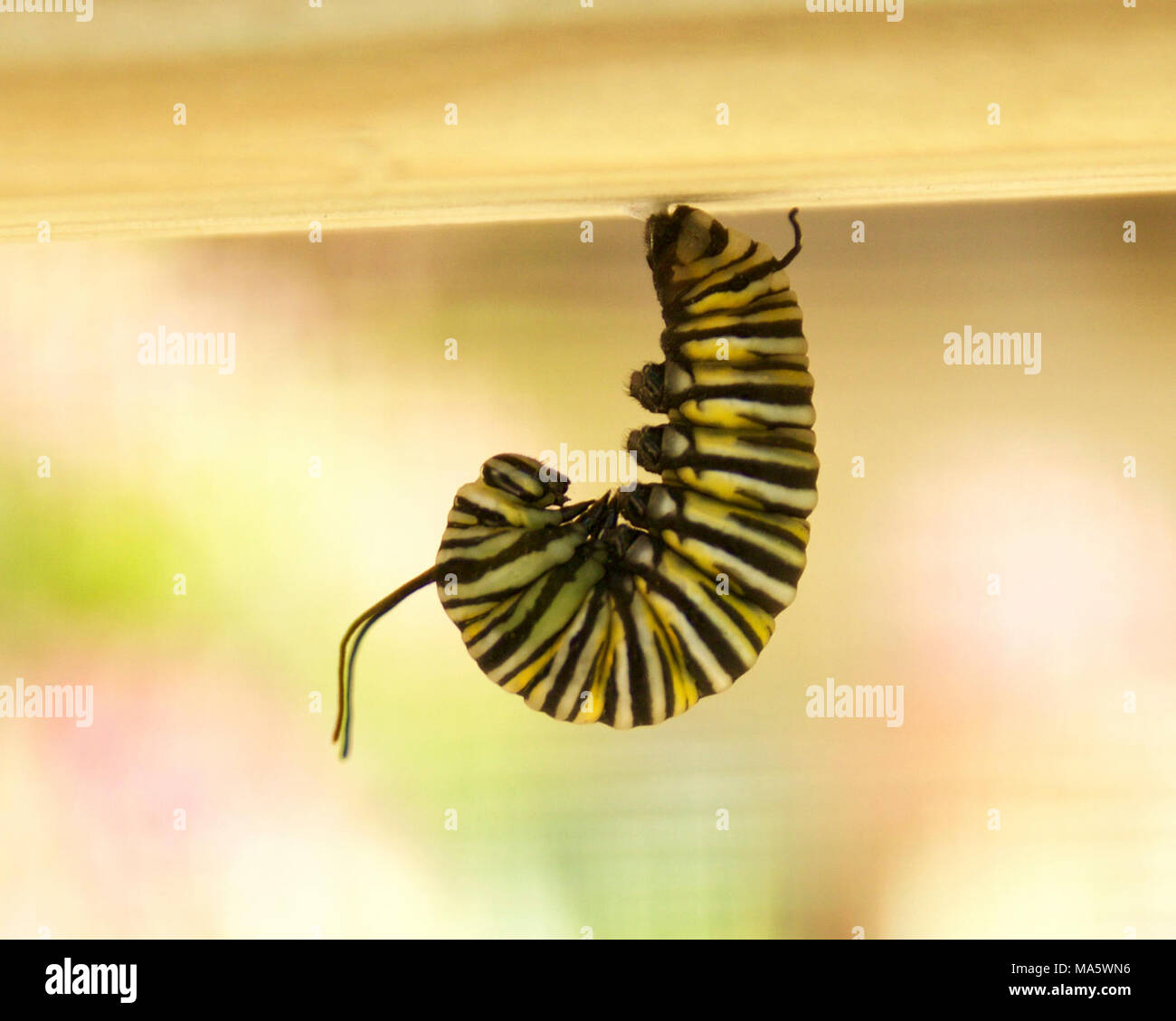 Monarch Caterpillar in Wisconsin Stock Photo - Alamy