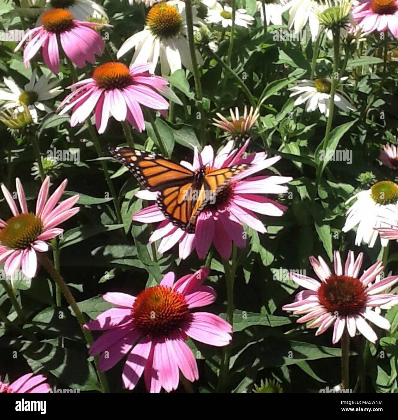 Monarch Butterfly in Minnesota Stock Photo - Alamy