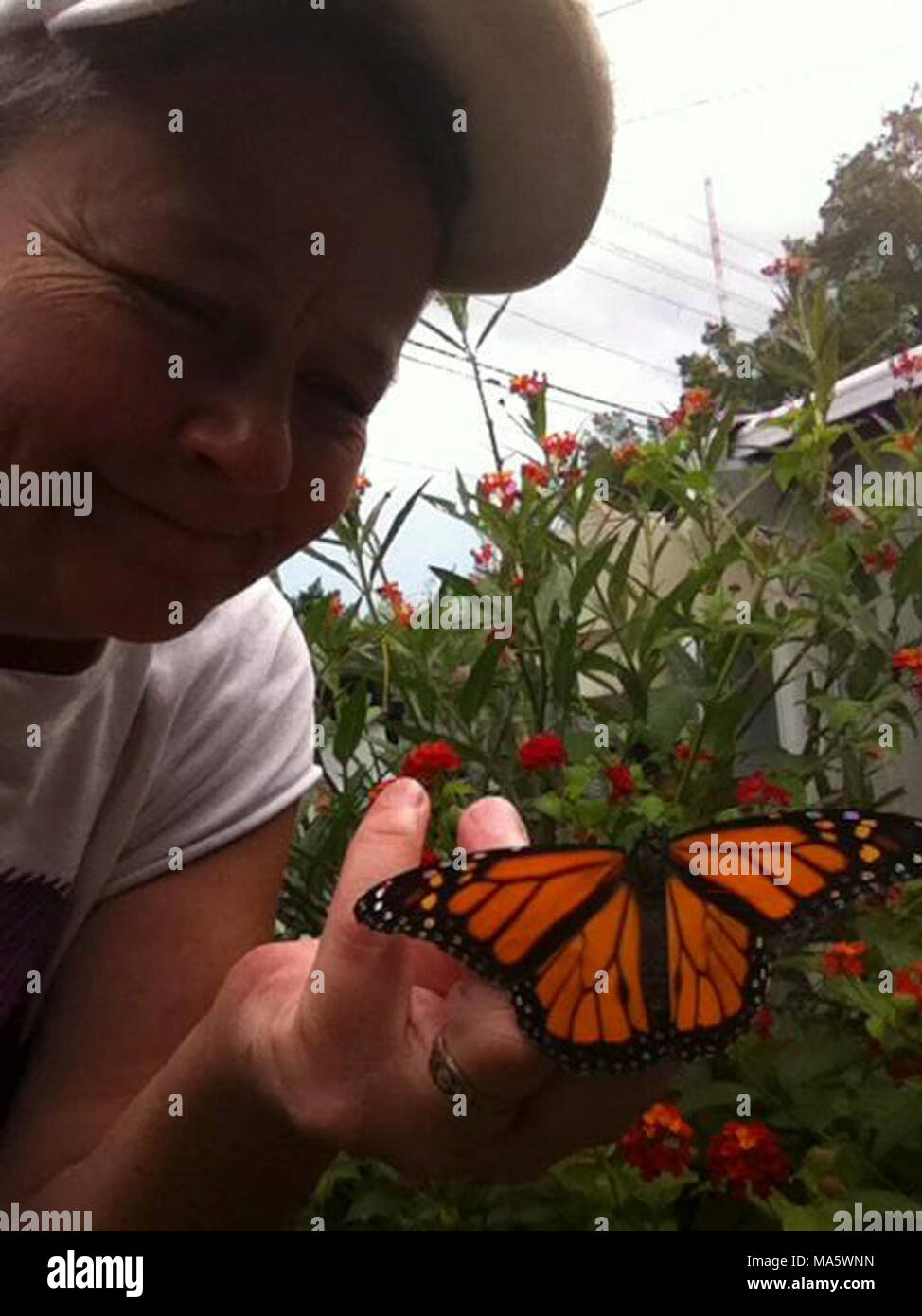 Monarch Butterfly in Florida Stock Photo - Alamy