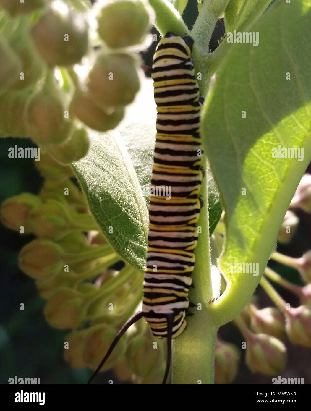 Monarch Caterpillar in Wisconsin Stock Photo - Alamy