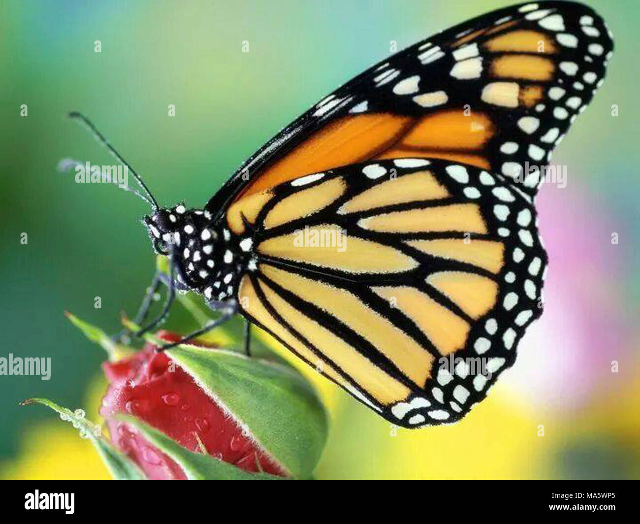 Monarch Butterfly in Mexico Stock Photo - Alamy