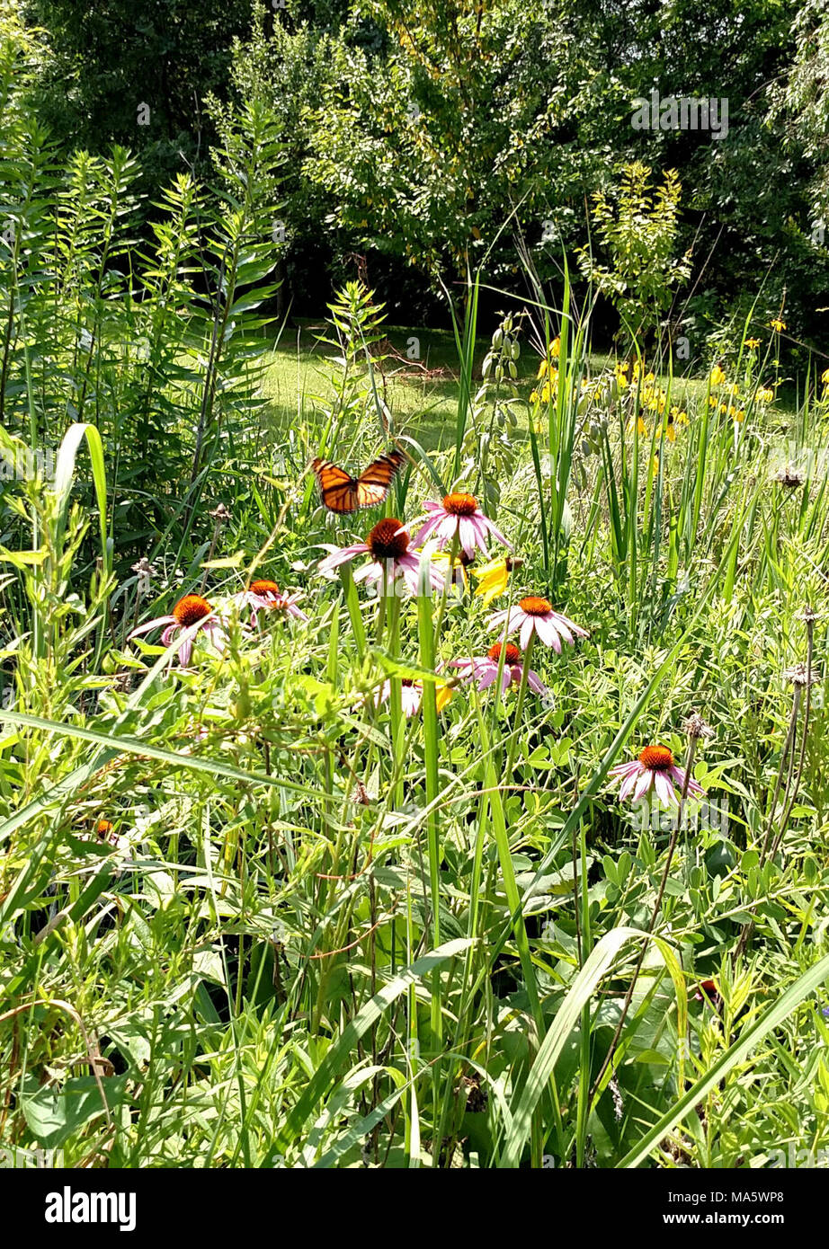 Monarch Butterfly in Illinois Stock Photo - Alamy