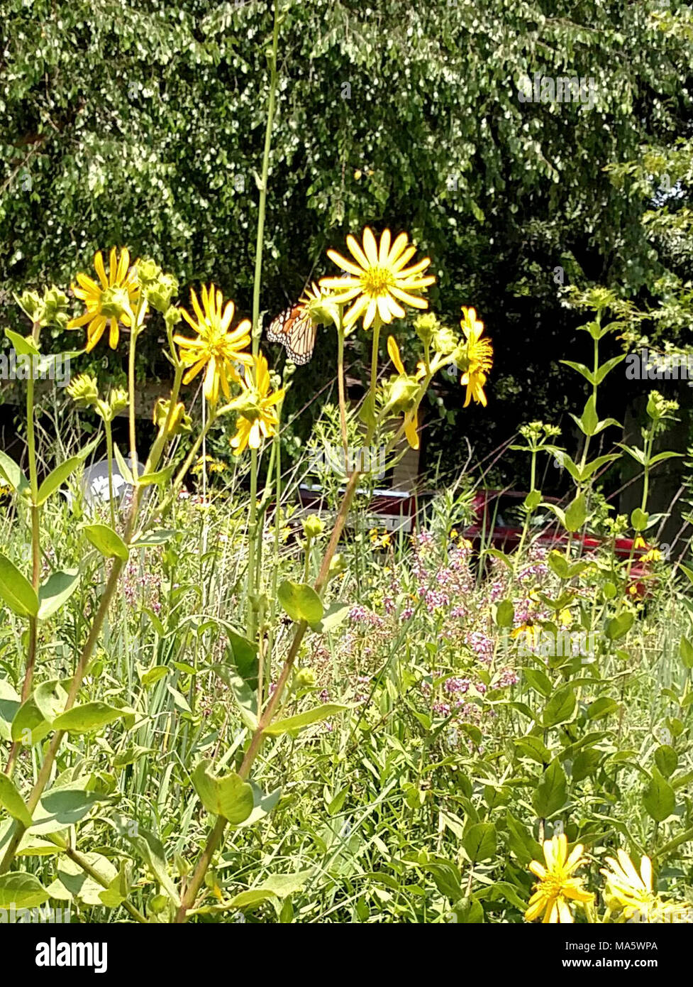 Monarch Butterfly in Illinois Stock Photo - Alamy