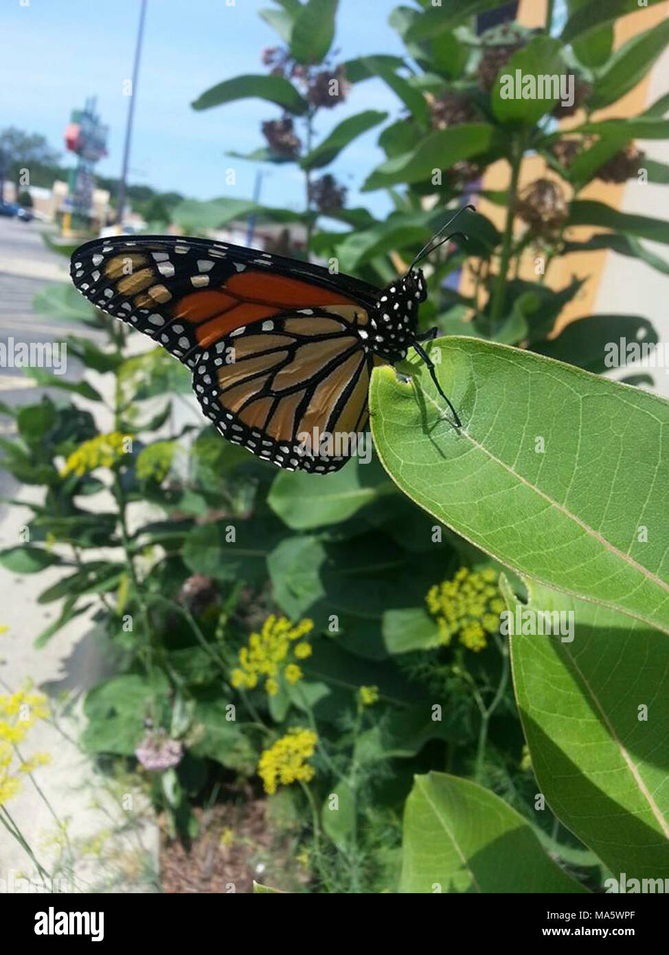 Monarch Butterfly in Illinois Stock Photo - Alamy