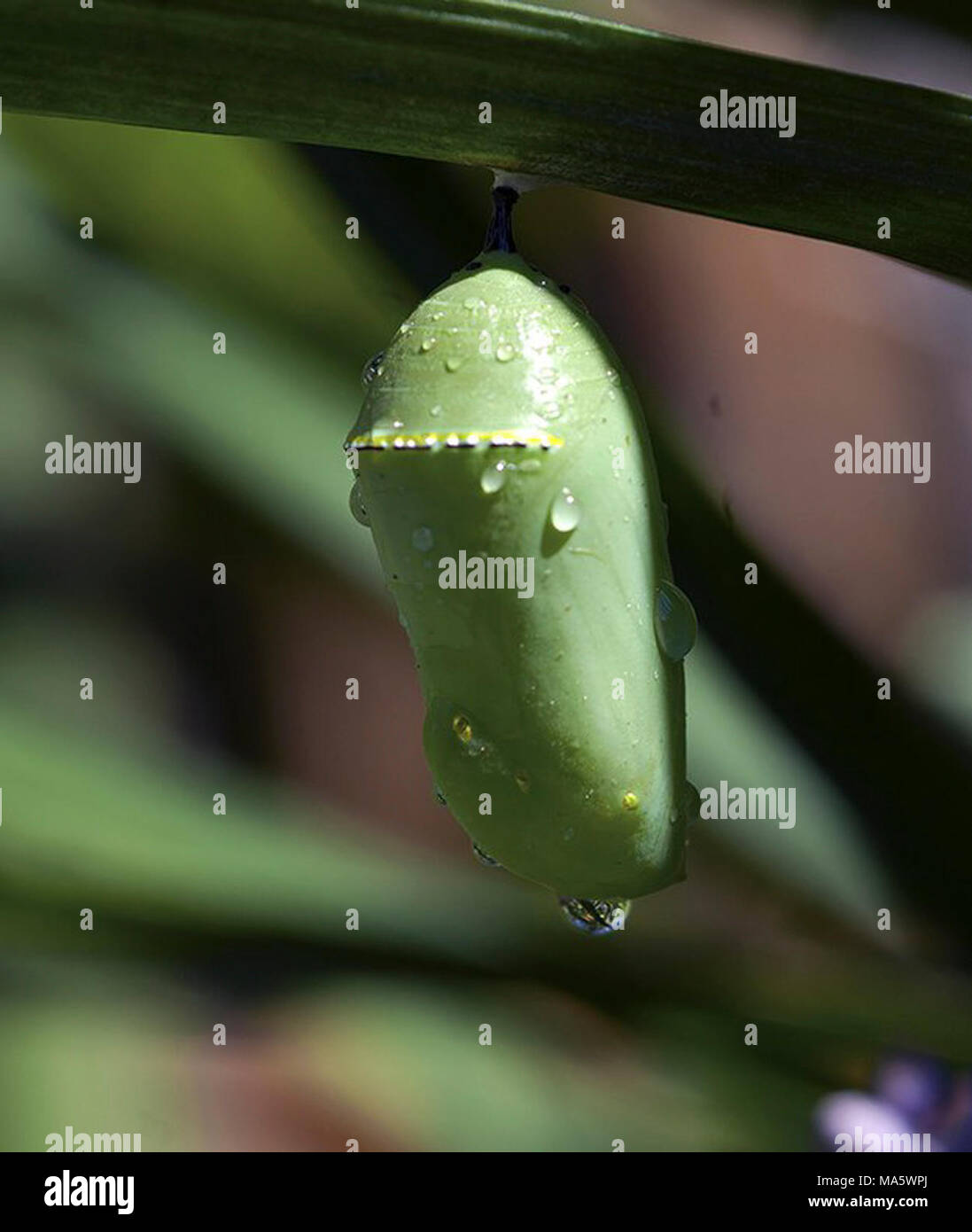 Monarch Chrysalis in Virginia Stock Photo - Alamy