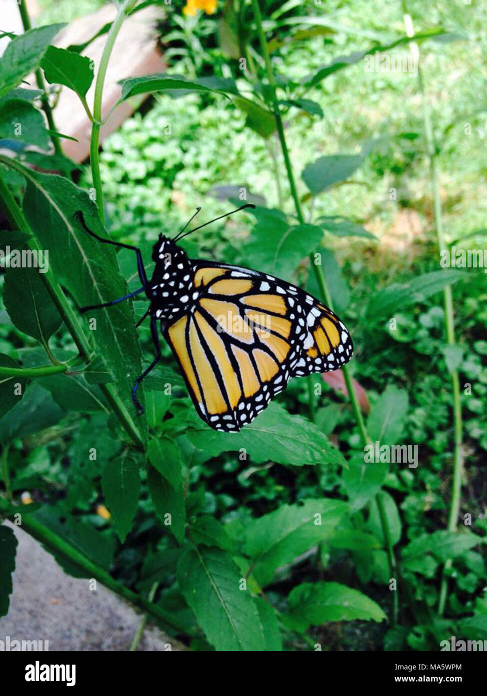 Monarch Butterfly in Iowa Stock Photo - Alamy