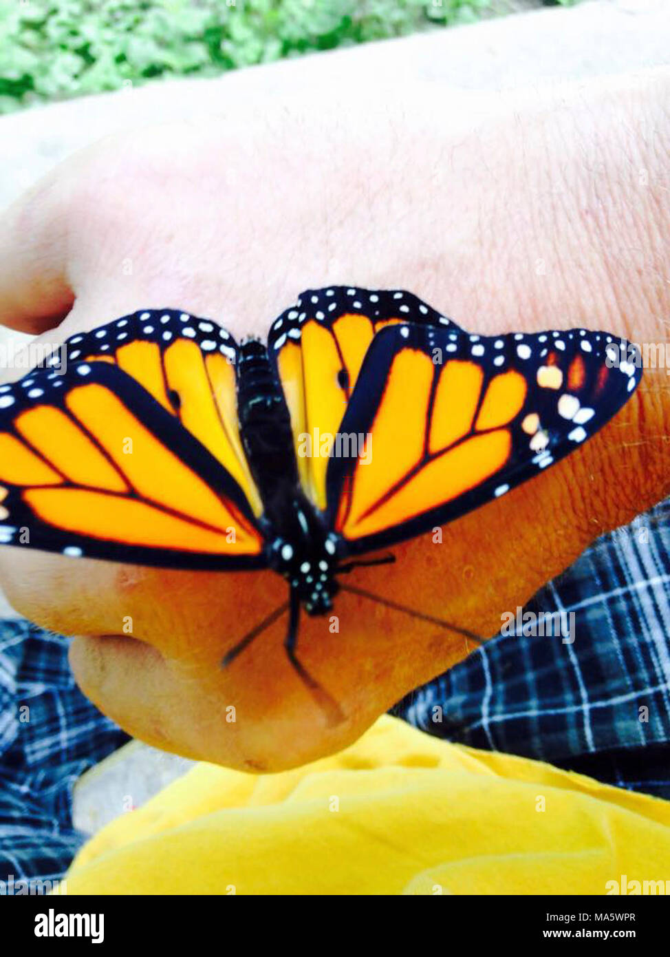 Monarch Butterfly in Iowa Stock Photo - Alamy