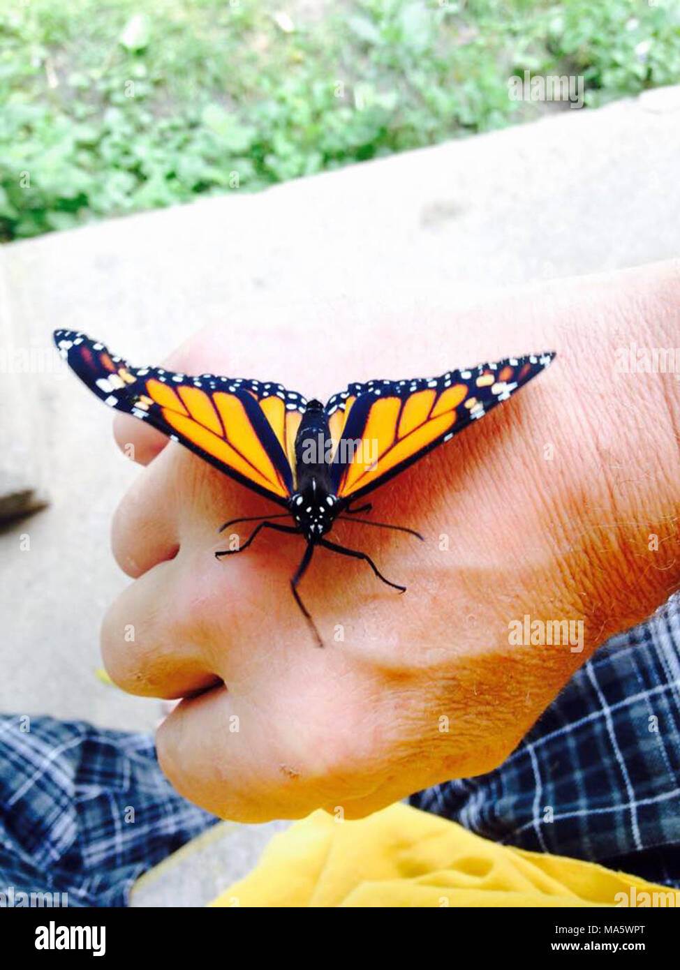 Monarch Butterfly in Iowa Stock Photo - Alamy