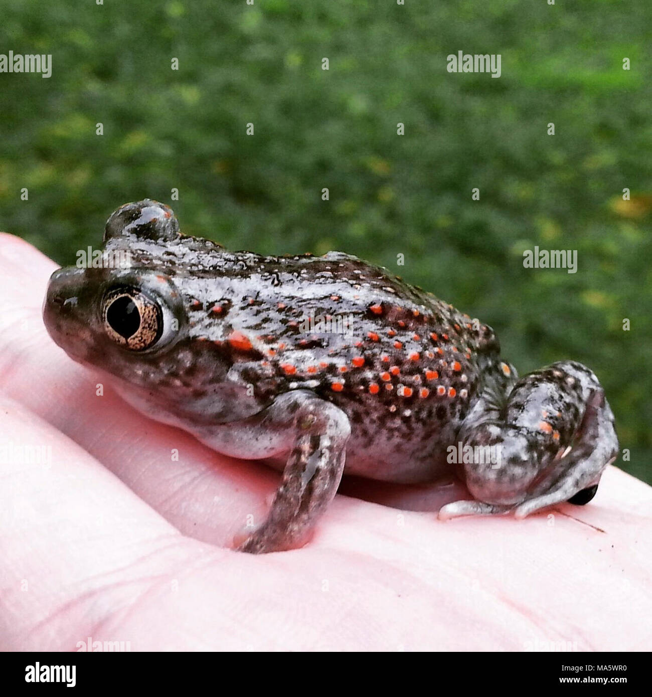 Plains Spadefoot Toad Stock Photo - Alamy