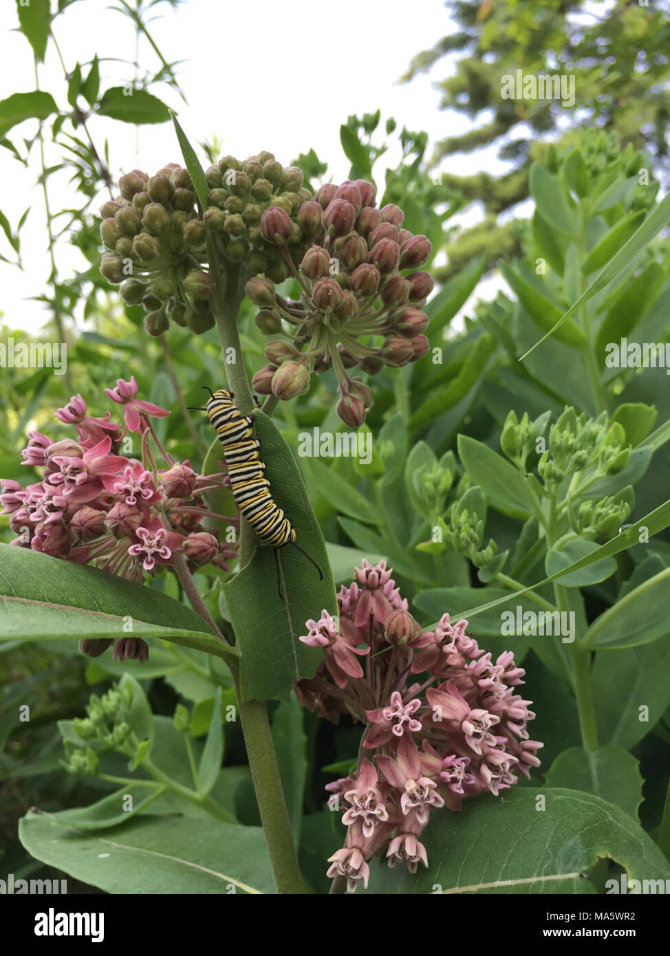 Monarch Caterpillar in Wisconsin Stock Photo - Alamy
