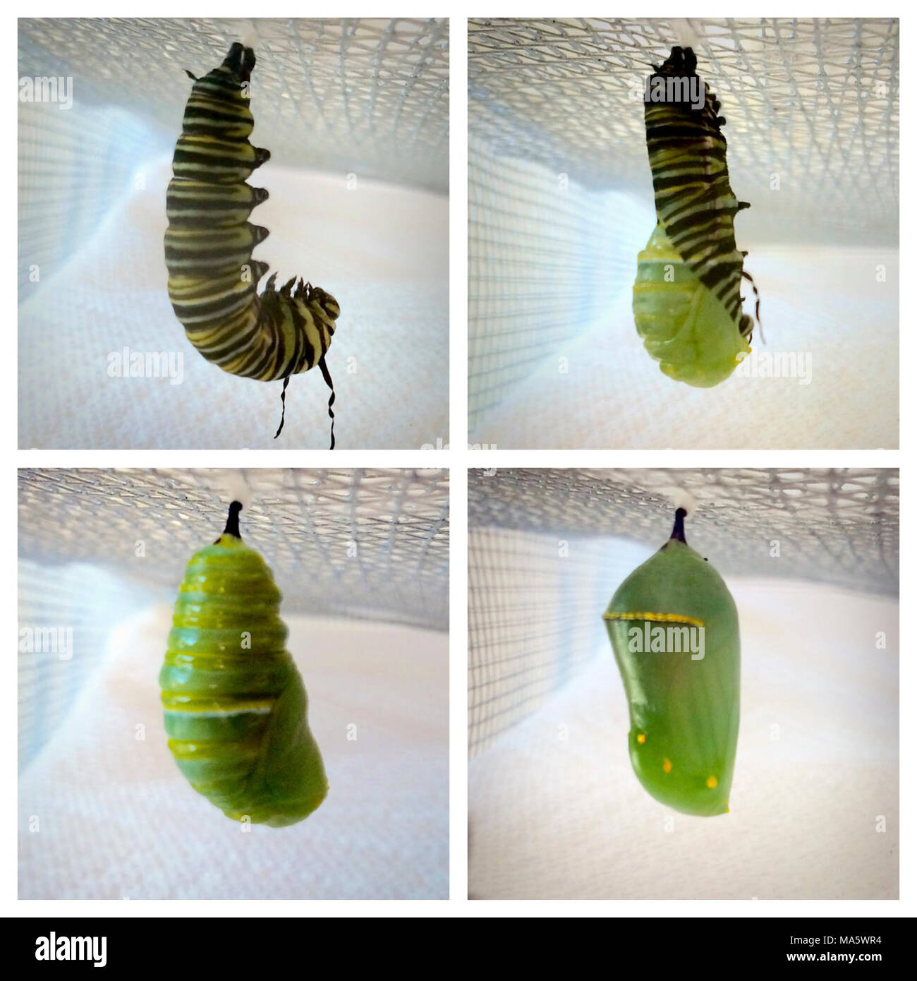 Monarch Chrysalis in California Stock Photo - Alamy